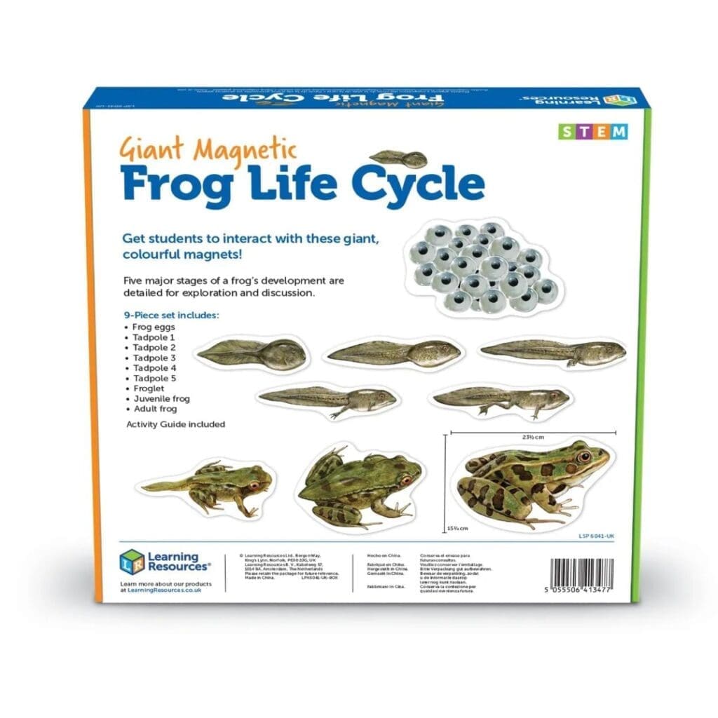 Ciclo de Vida de la Rana Magnético Gigante | Set Educativo