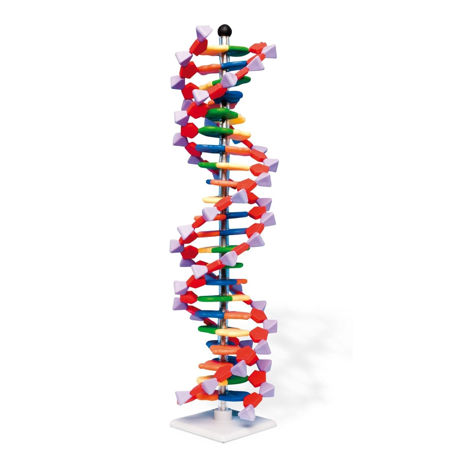 Kit MiniDNA® 22 Capas – Modelo de ADN Doble Hélice | Molymod