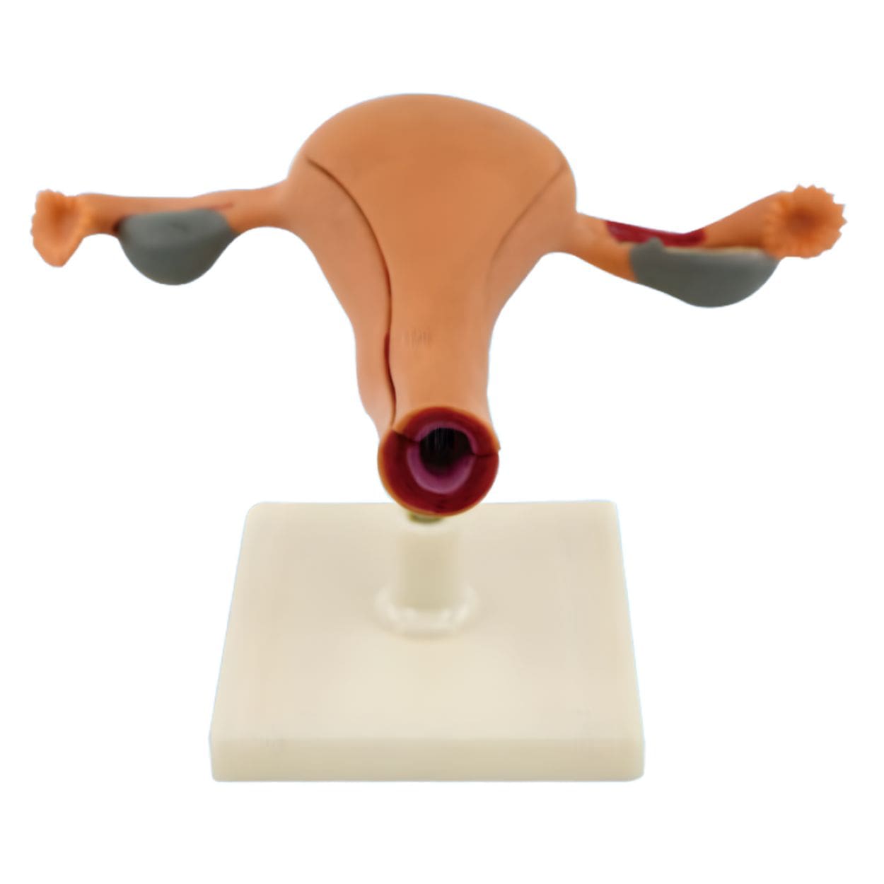 Modelo Útero Humano en Tamaño Natural - Sobre base | Desmontable